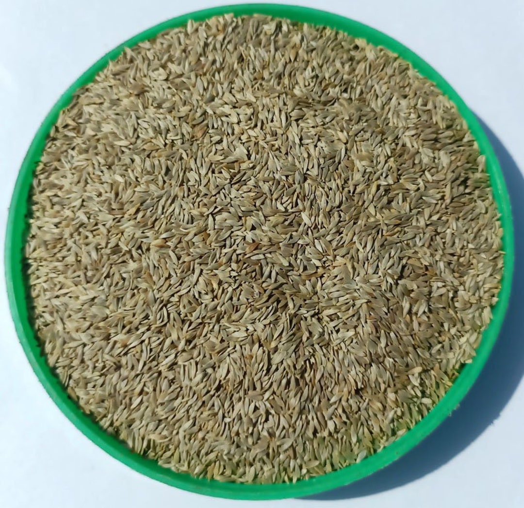 Kahu Seeds / Kahu Jeera / Kahu Beej / Lactuca Sativa / Lettuce Seeds ...