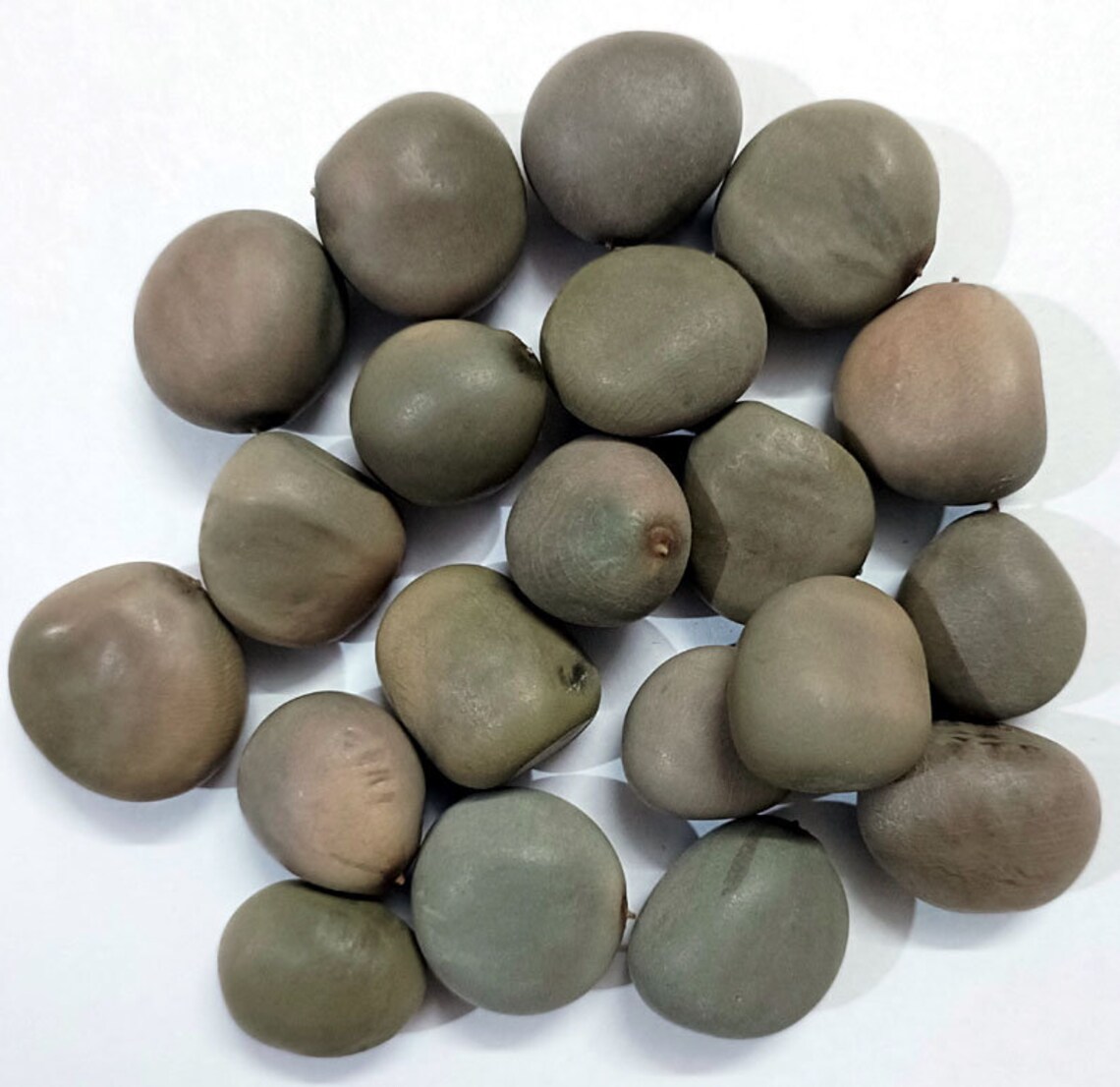 Karanja/karanj Beej/karanjwa/pongamia Glabra/pongamia - Etsy