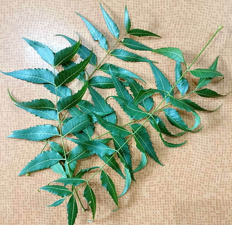 Neem Leaves Powder/neem Leaf Powder/neem Powder/neem Patta Powder/ Neem ...