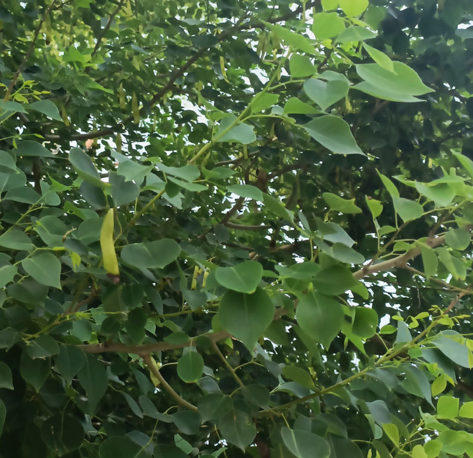 Shisham Leaves Powder/shisham Leaf Powder/sheesham Leaves Powder/sissoo ...