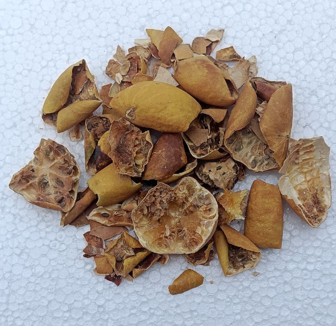 Indrayan Phal Kodtumba Citrullus Colocythis Indrain Fal Tumba Bitter ...