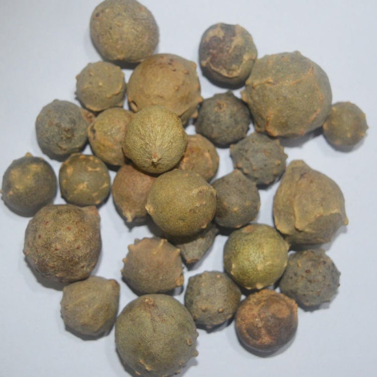 Majuphal Manjakani Quercus Infectoria Gall Nuts Oak Gall Whole Herbs ...