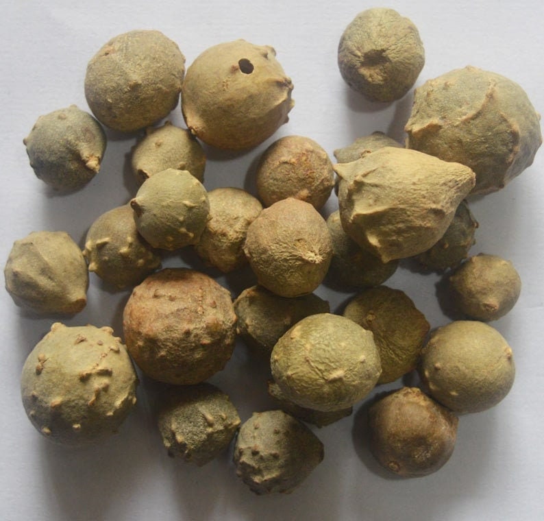 Majuphal Manjakani Quercus Infectoria Gall Nuts Oak Gall Whole Herbs - Etsy