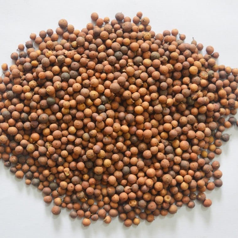 Vaivadang,false Black Pepper,embelia Ribes,baibadang,vaivadang Black ...