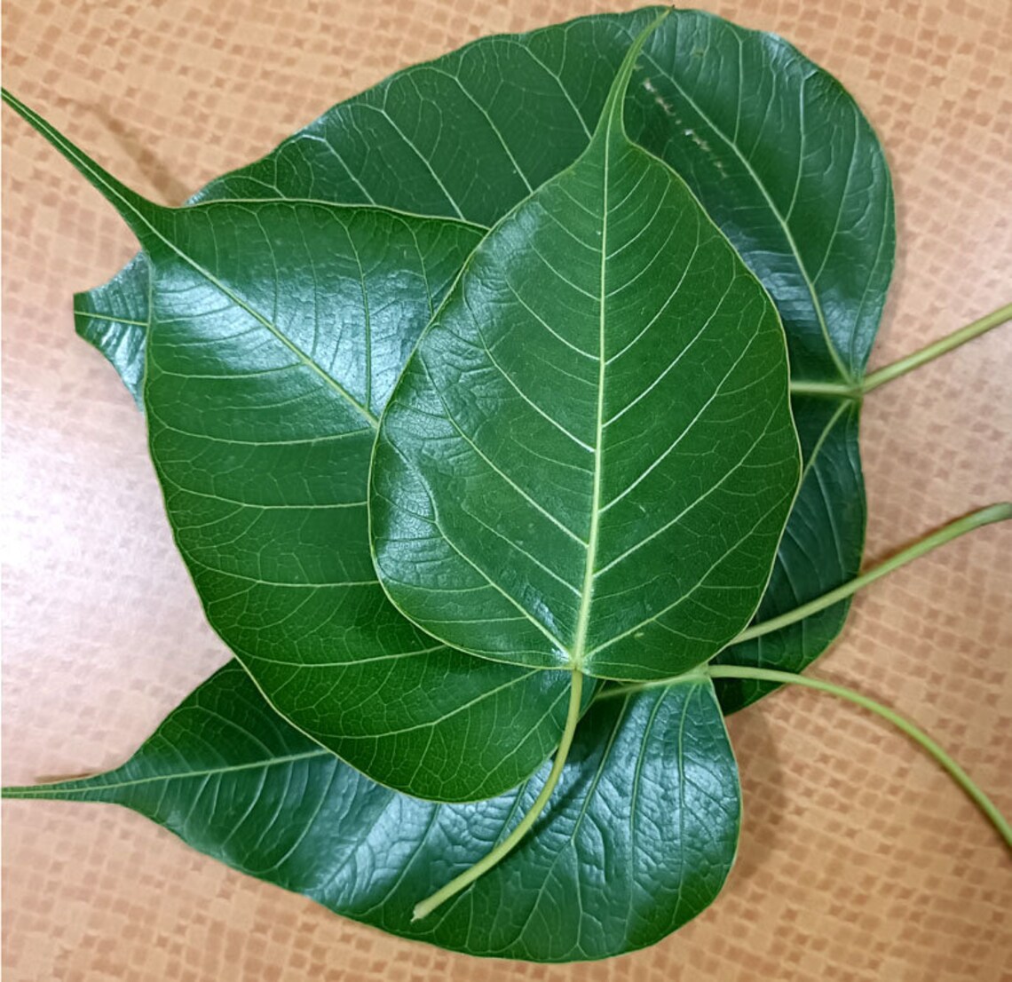 Peepal Leaf Powder / Peepal Leaves Powder / Ficus Religiosa Leaves ...