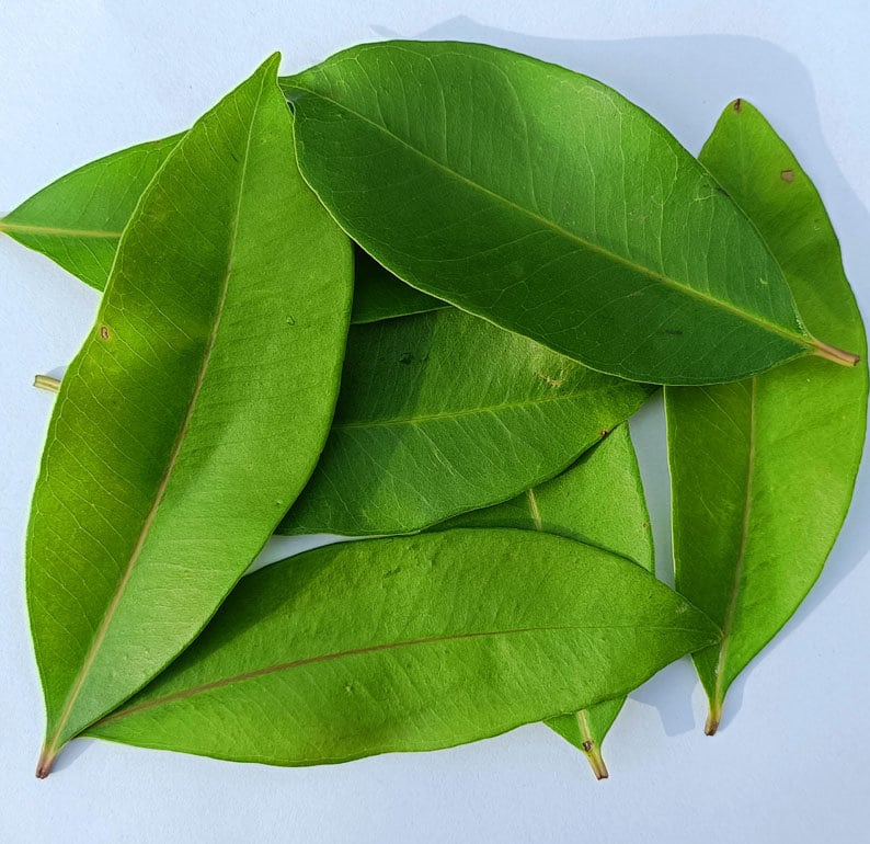 Jamun Leaves Powder / Black Plum Leaves Powder / Syzygium Cumini Leaves Powder / Jamun Leaf ...