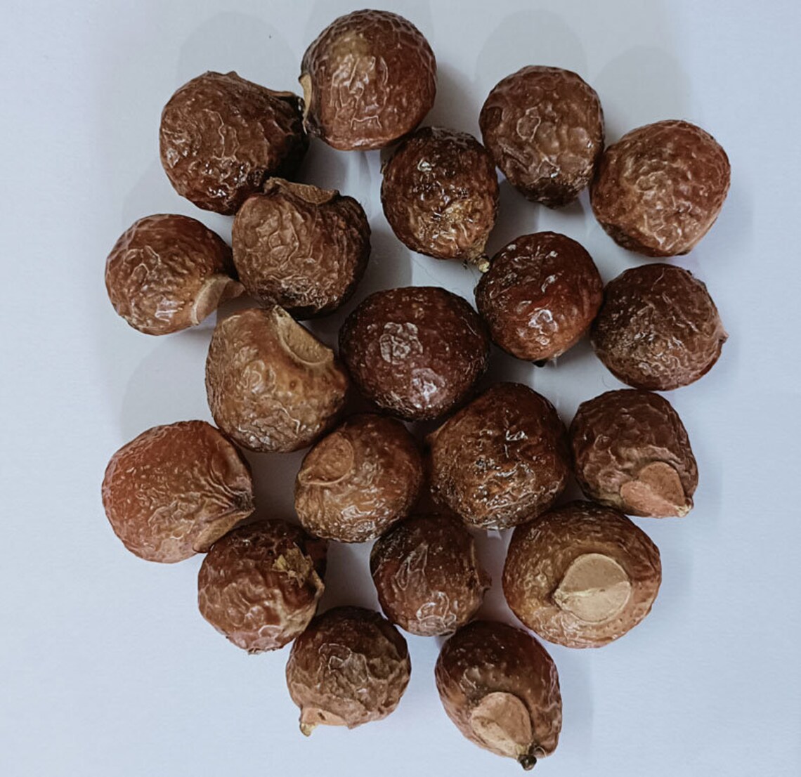 Reetha / Soapnut / Sapindus Mukorossi / Reetha Herbs Whole - Etsy