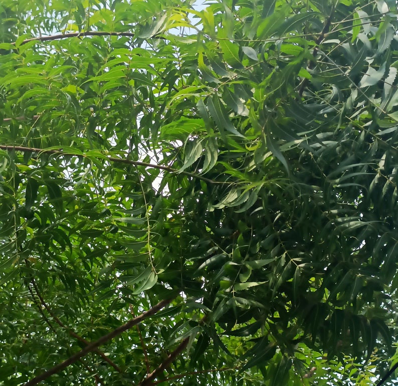 Neem Leaves Powder/neem Leaf Powder/neem Powder/neem Patta Powder/ Neem ...