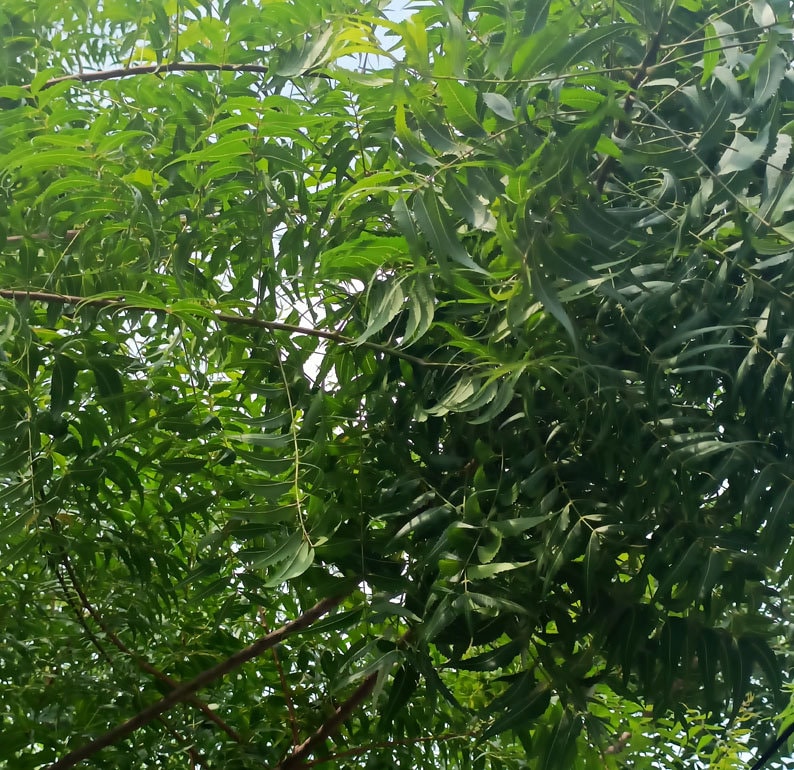 Neem Leaves Powder/neem Leaf Powder/neem Powder/neem Patta Powder/ Neem ...