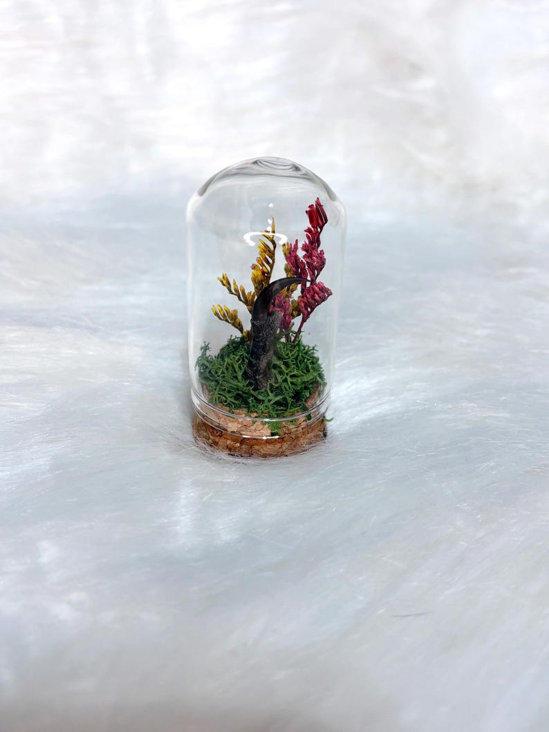 Carrion Crow Claw Dome | Taxidermy, Curio, Oddities, Gothic Gifts, Goth ...