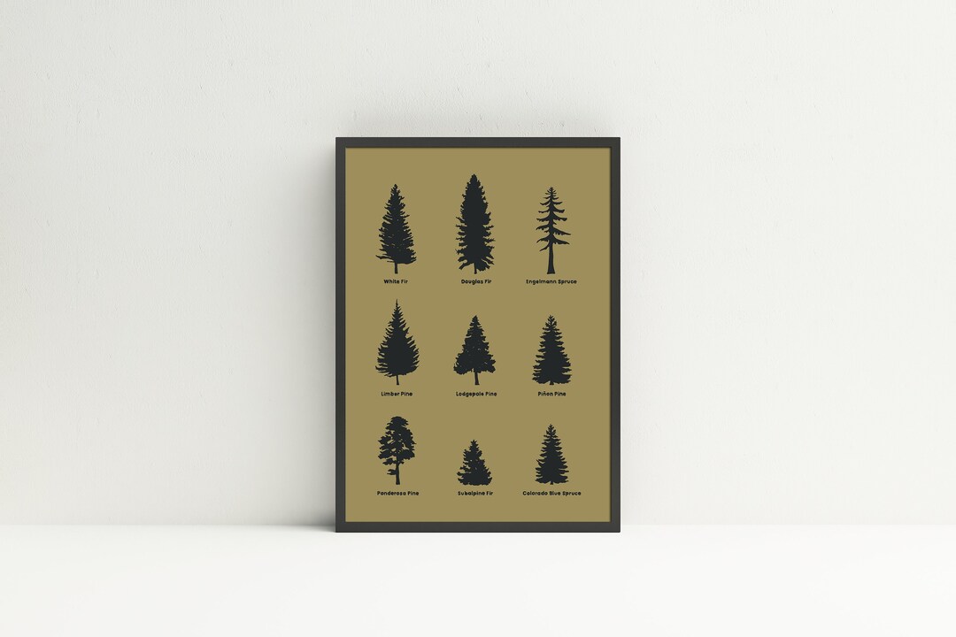 Colorado Pine Tree Art, Coniferous Tree Species Art, Minimal Wall Art ...