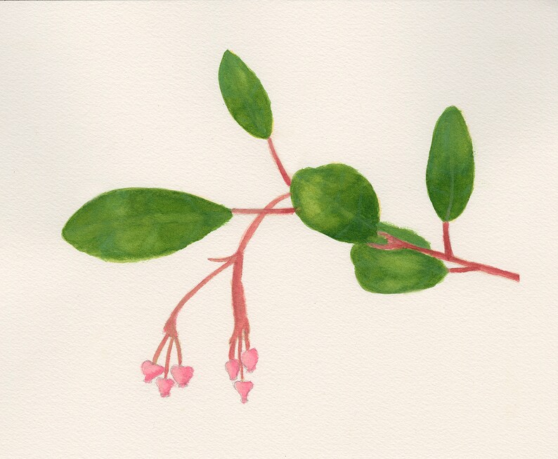 Manzanita, California Native Art Print, Native Art Print, Watercolor ...