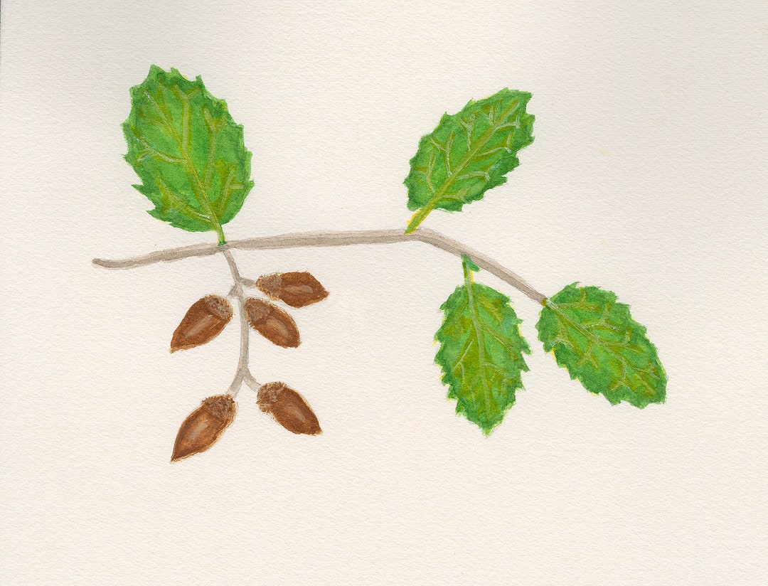 Oak, Quercus, California Native Art Print, Watercolor Art Print, Art ...