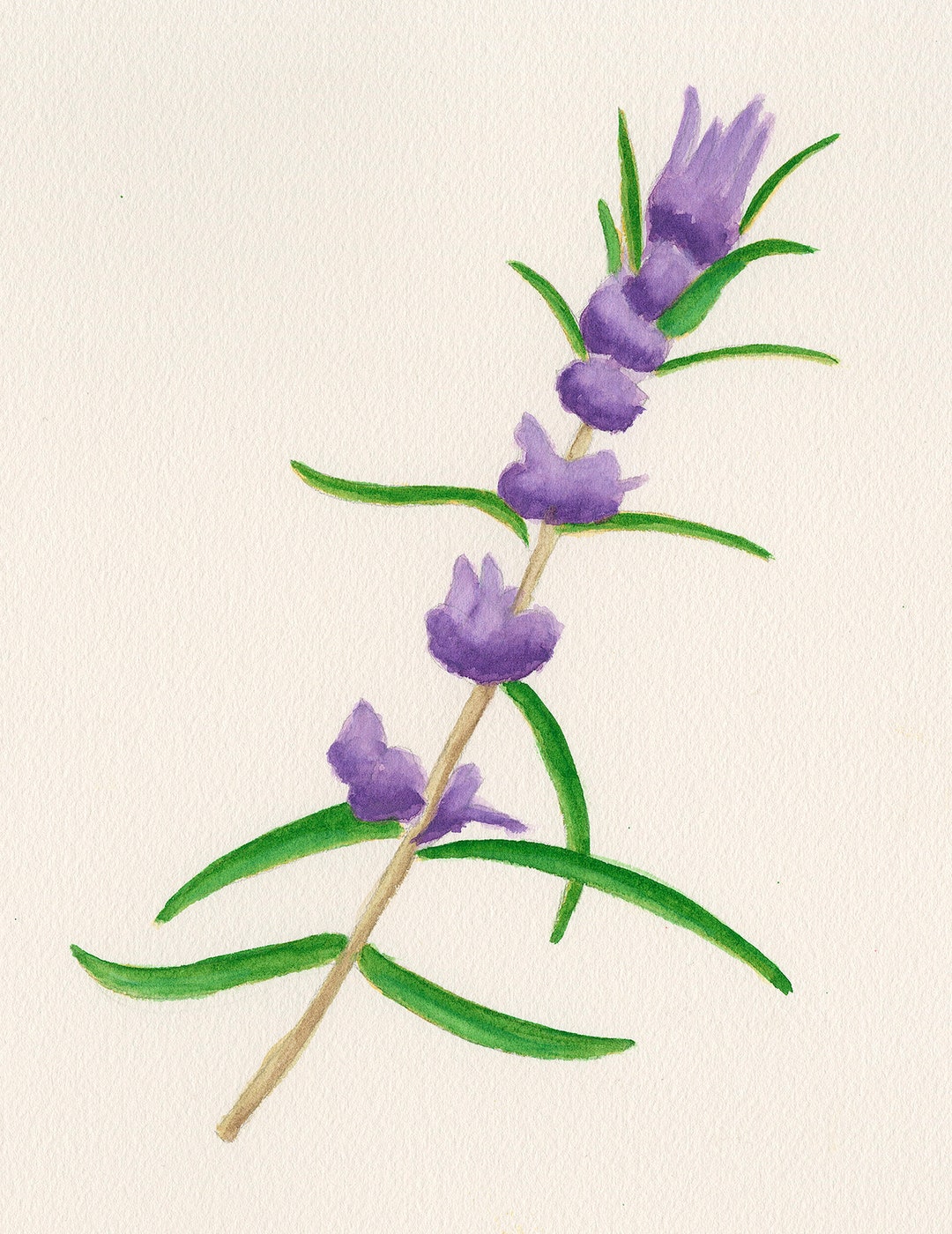 Woolly Blue Curls, California Native Art, Watercolor Art Prints, Art ...