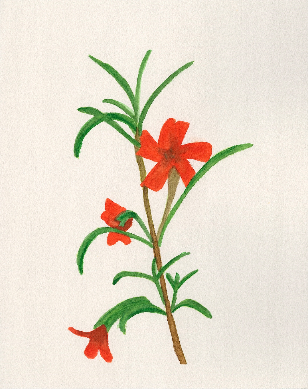 Mimulus, Monkey Flower, California Native Art, Native Art, Watercolor ...