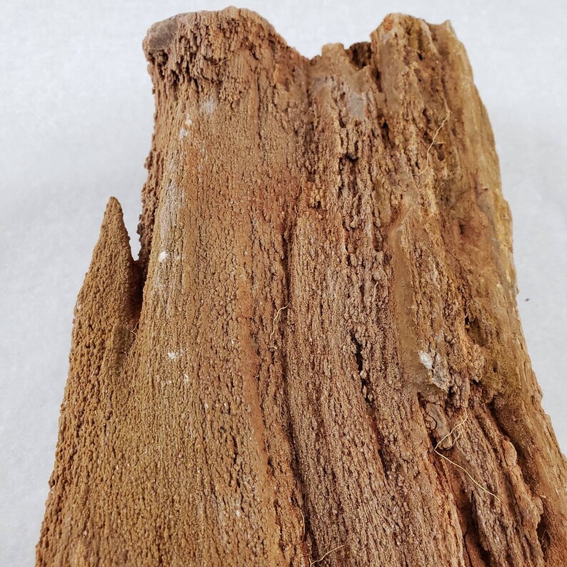 Petrified Wood Tree Bark - Etsy