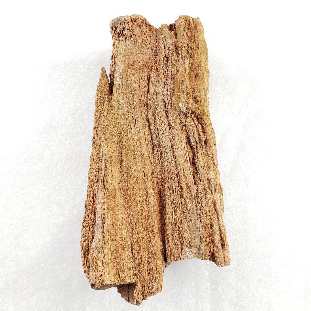 Petrified Wood Tree Bark - Etsy