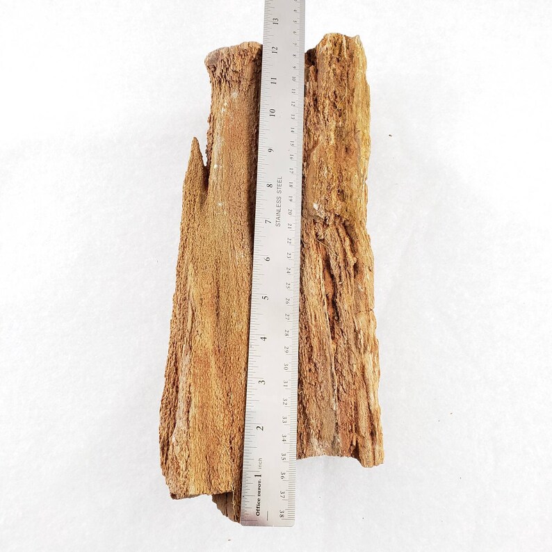 Petrified Wood Tree Bark | Etsy