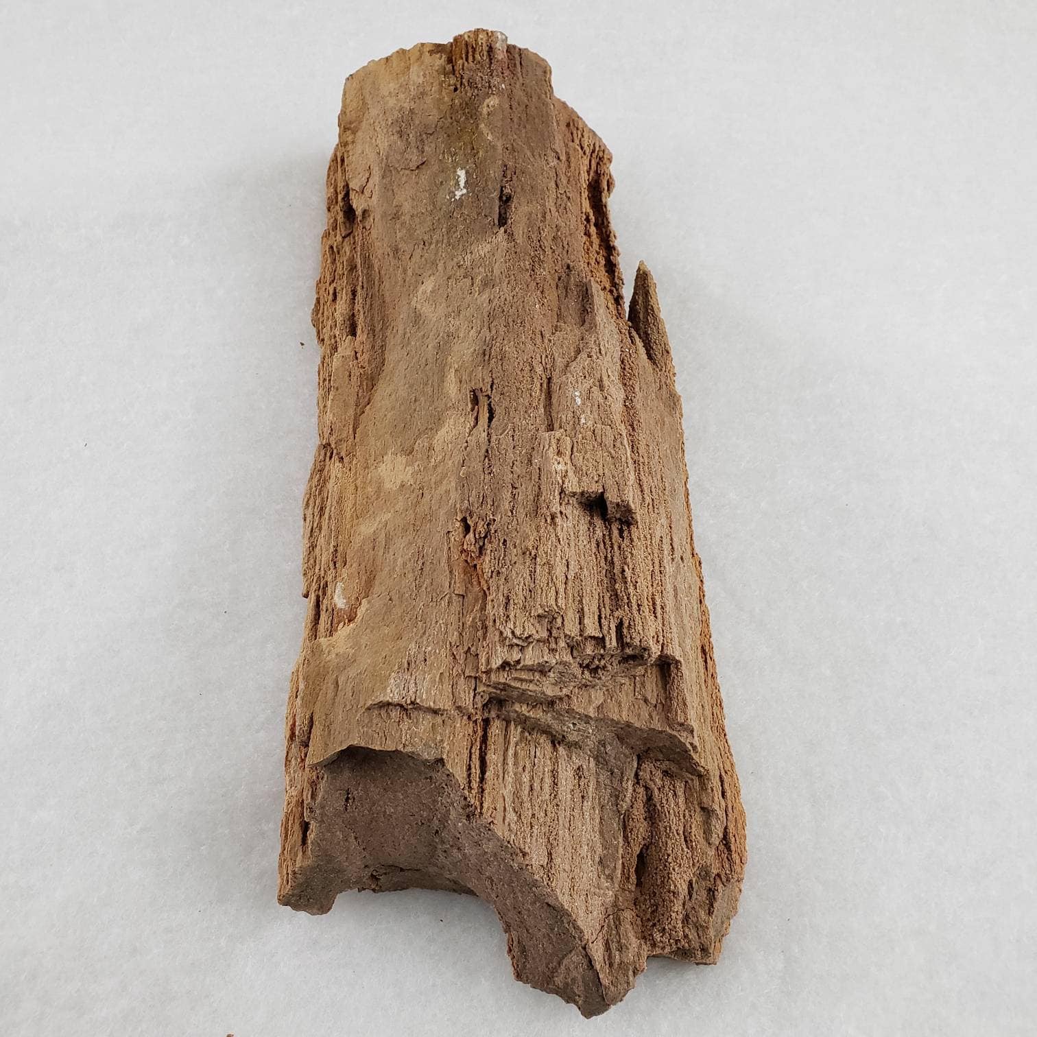 Petrified Wood Tree Bark - Etsy