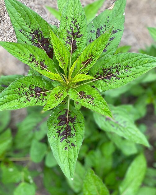 Nigerian Spinach Seeds Sokoyokoto Spinach Seeds NON GMO Heat - Etsy