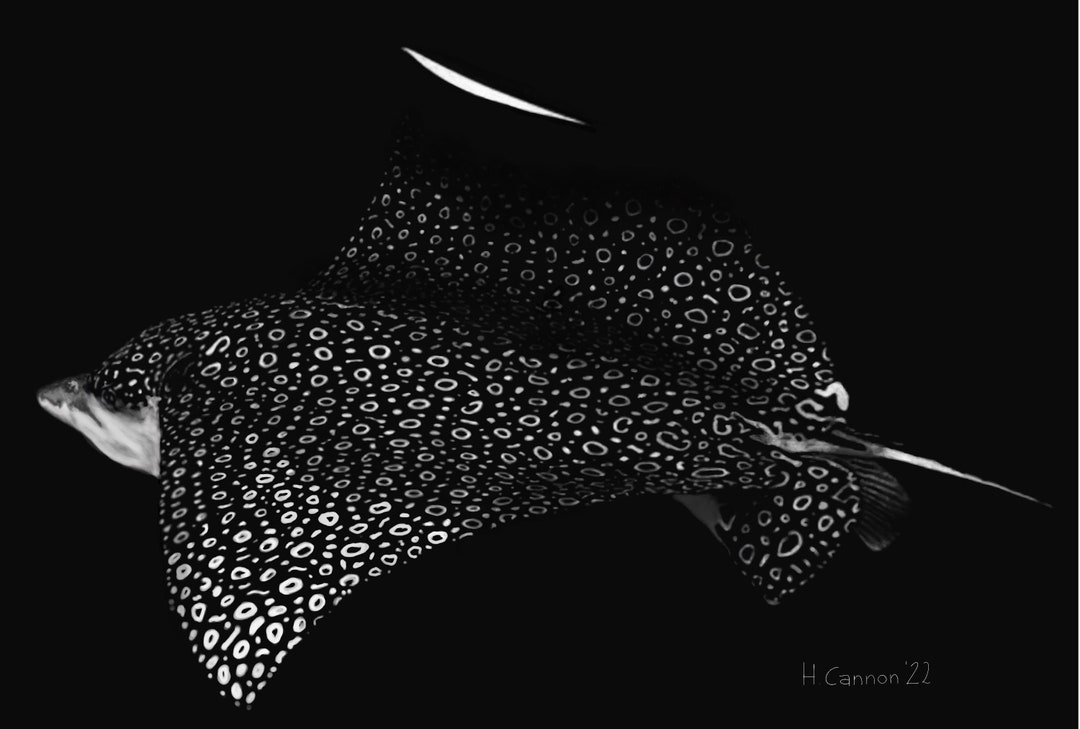 Spotted Eagle Ray Original Digital Scratch Board Home Décor Wall Décor ...