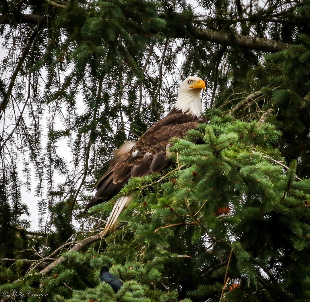 American Bald Eagle Perched in Evergreen Photo Print Canvas Print Metal ...