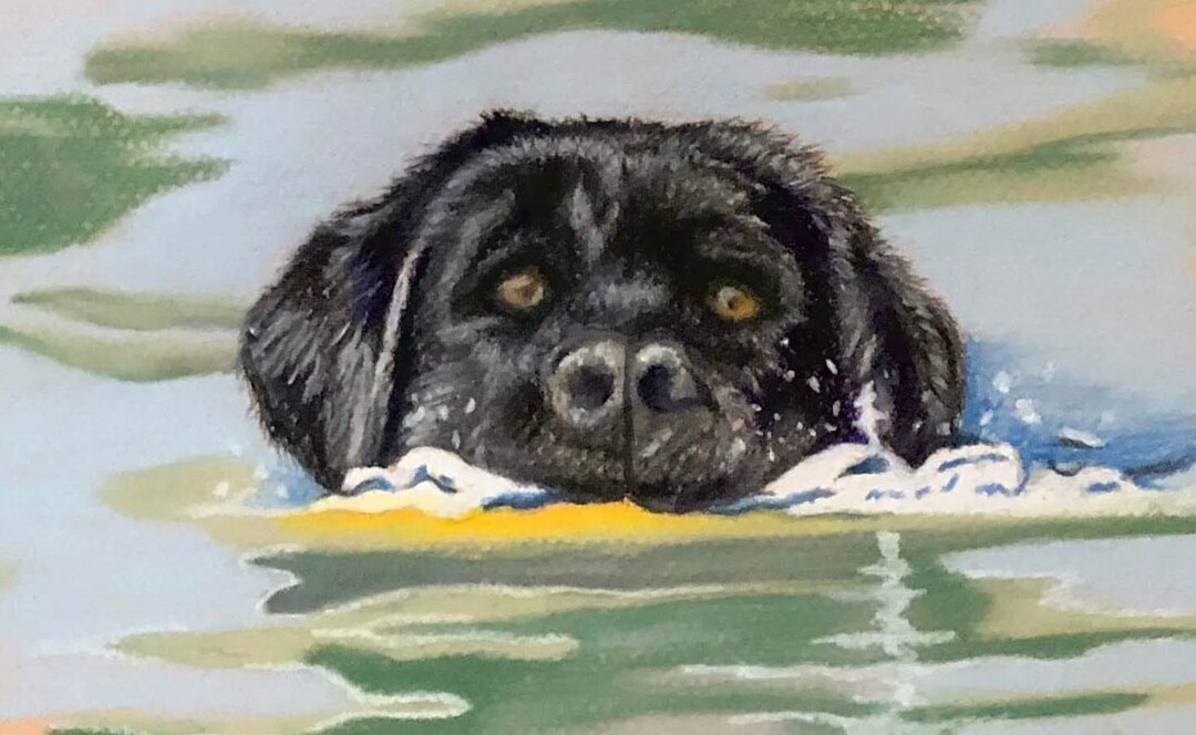Original 5 X 7 Pastel Painting of a Black Labrador Face up From the ...