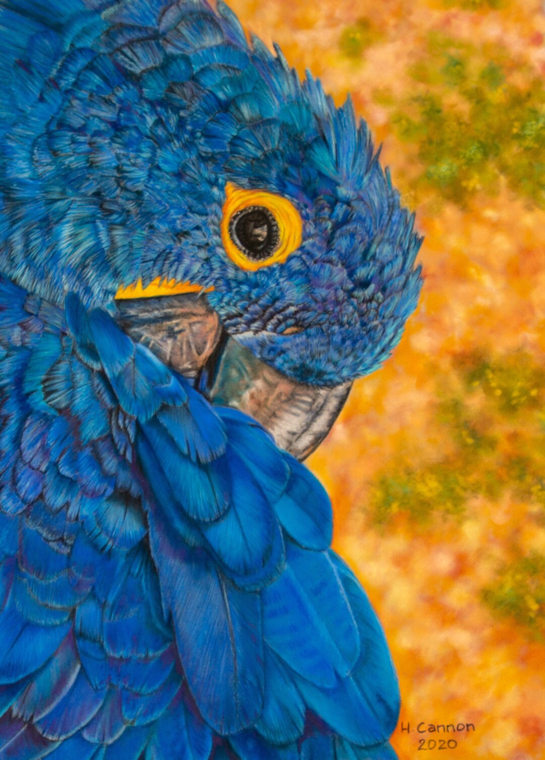 Blue Hyacinth Macaw Giclee Print Fine Art Print Canvas Metal Print ...