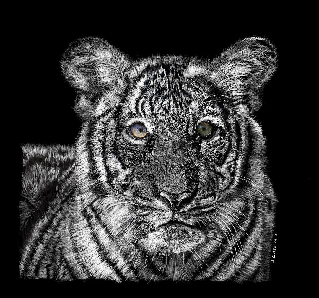 Tiger Cub 5"x7" Scratchboard Blank Notecard, Art, Big Cat, Monochrome ...