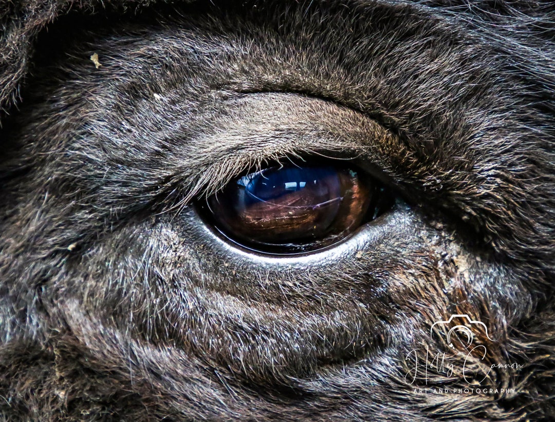Eye of the Bison Photo Print Fine Art Canvas Print Metal Print Bison ...