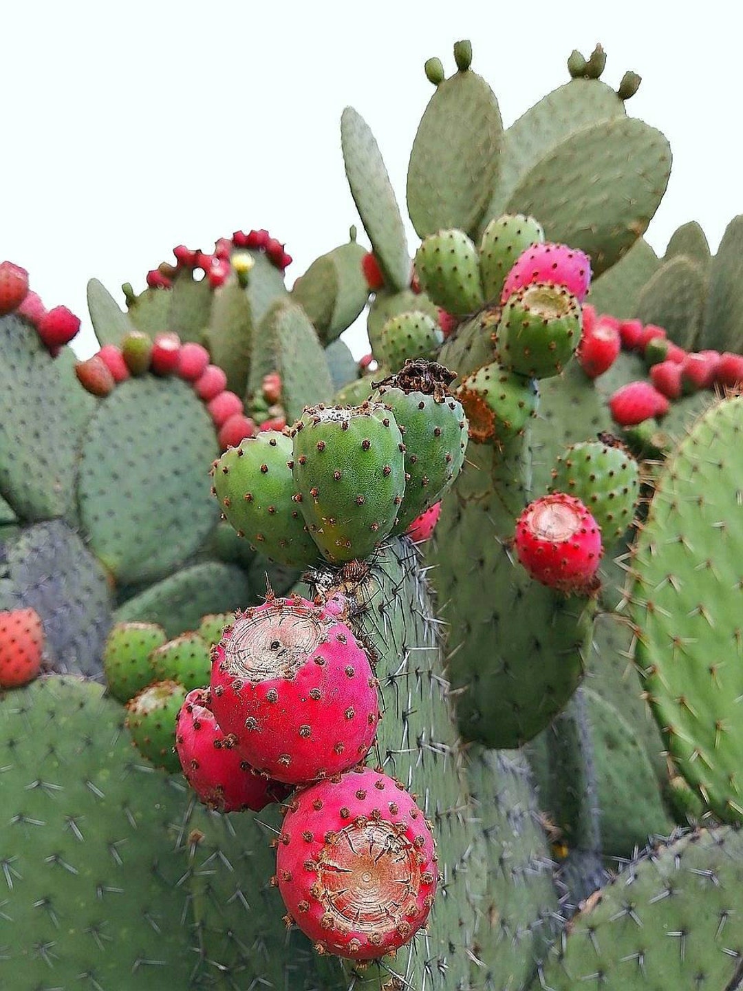Opuntia Cactus, Nopal, Red Prickly Pear Seeds. Seeds to Grow Nopales - Etsy