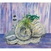 Shell Study Set of 4giclee Prints//shell - Etsy
