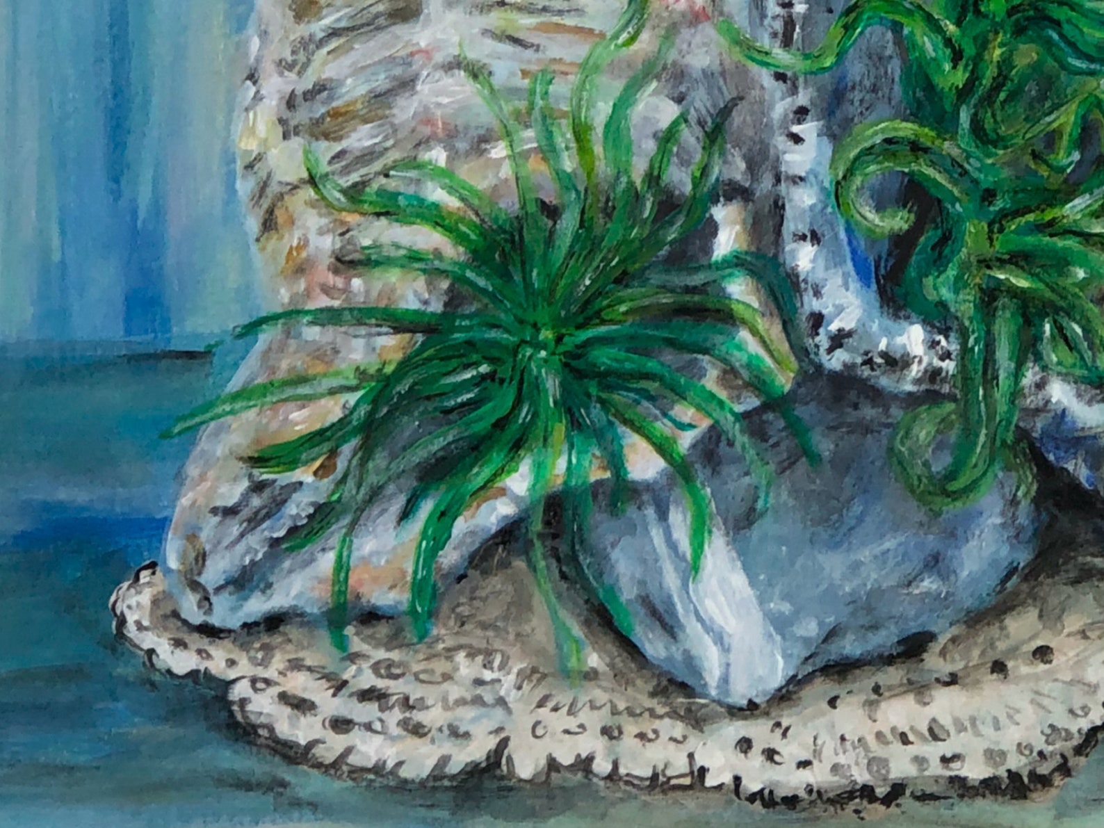 Lucky Two Shells— Archival Giclee Print//sea Shells//air Plants//lucky ...