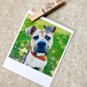 Dog Lover Clothespin Photo Holder Cute Wall Decor for Dog - Etsy