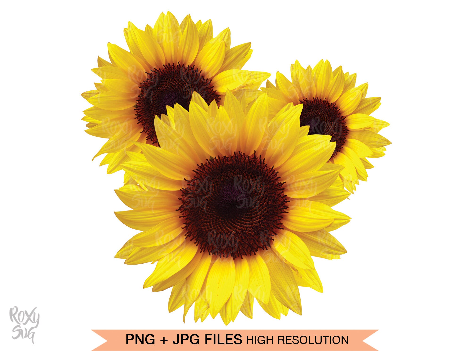 Sunflower Clipart Png