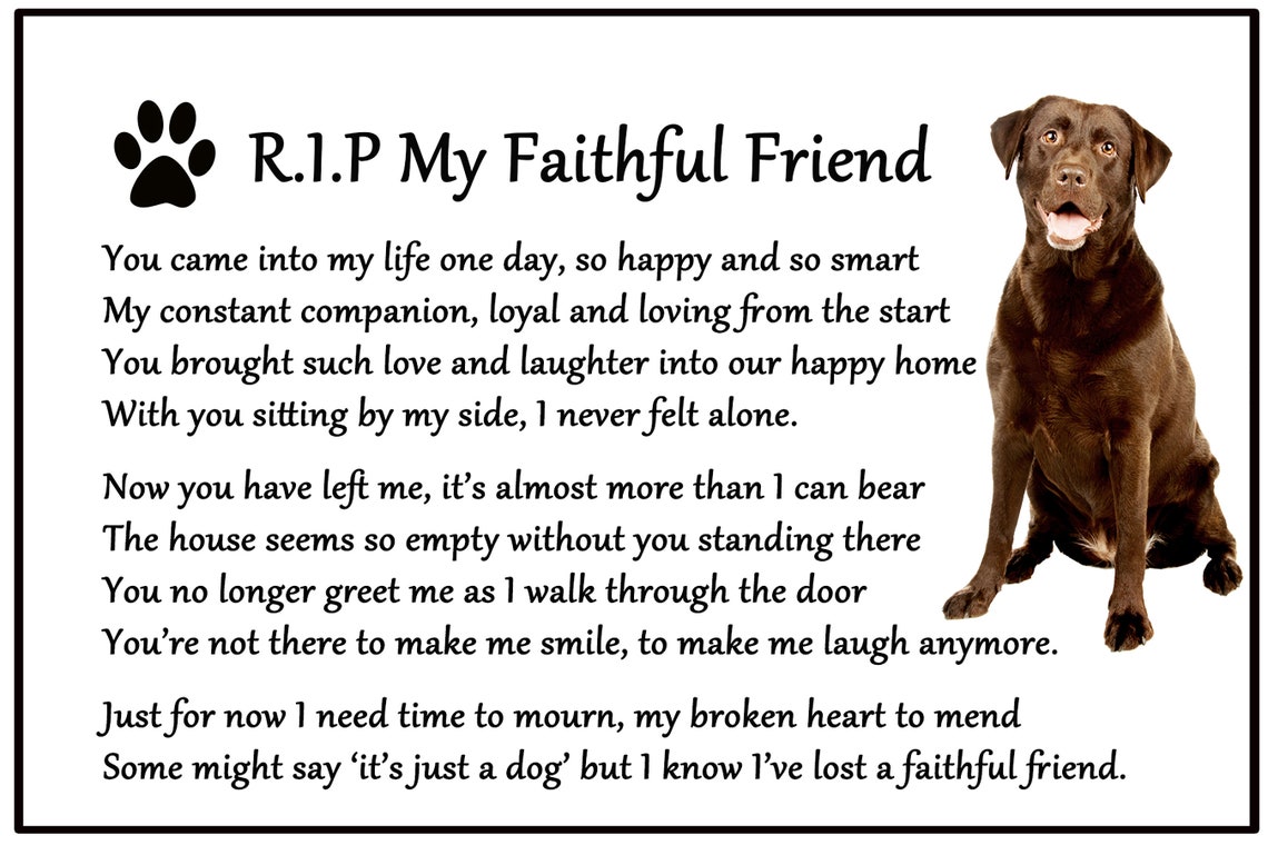 Labrador Chocolate Lab RIP My Faithful Friend. Memorial, Dog Loss ...
