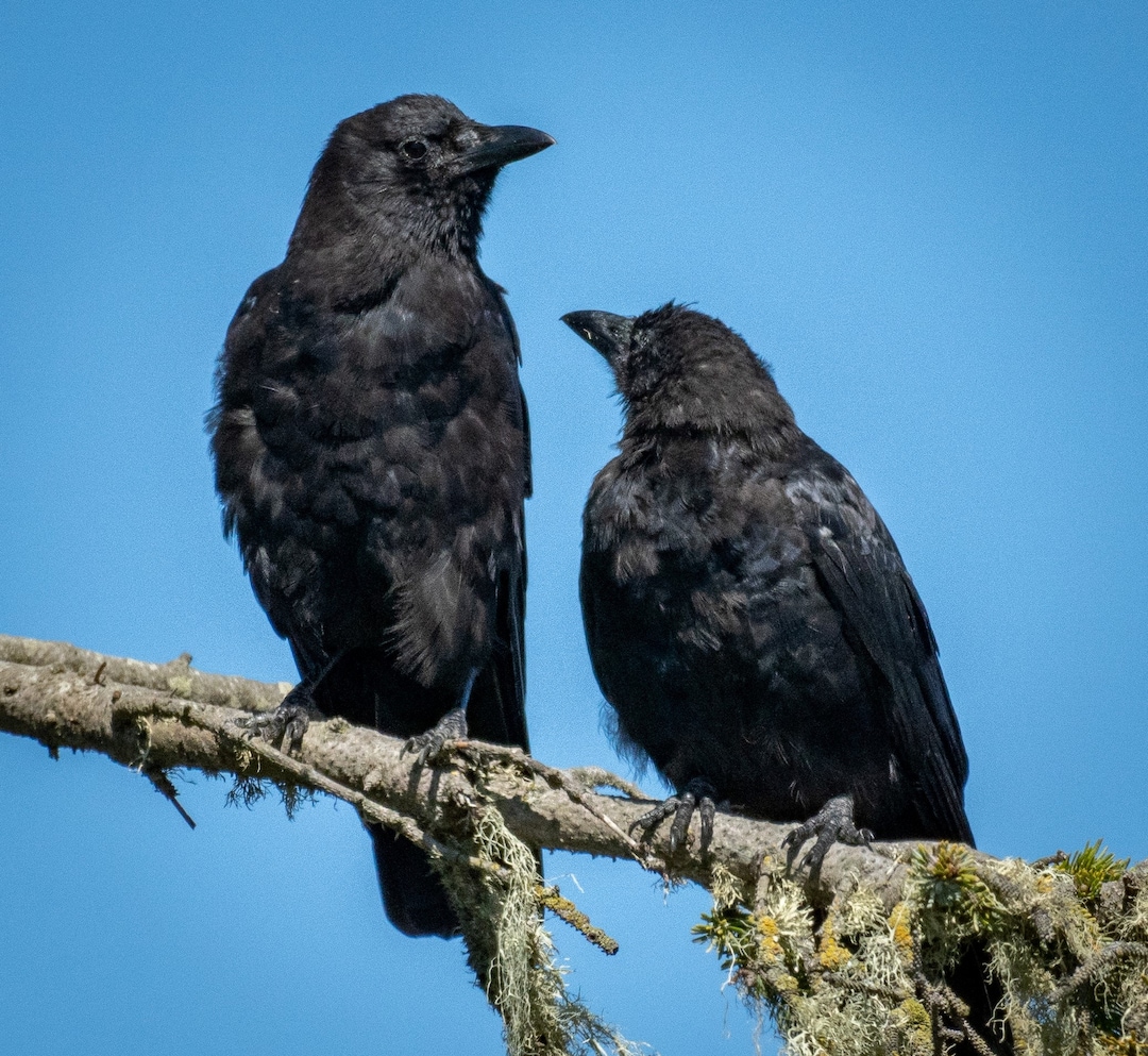 Crow Couple 8x10 Digital Print - Etsy