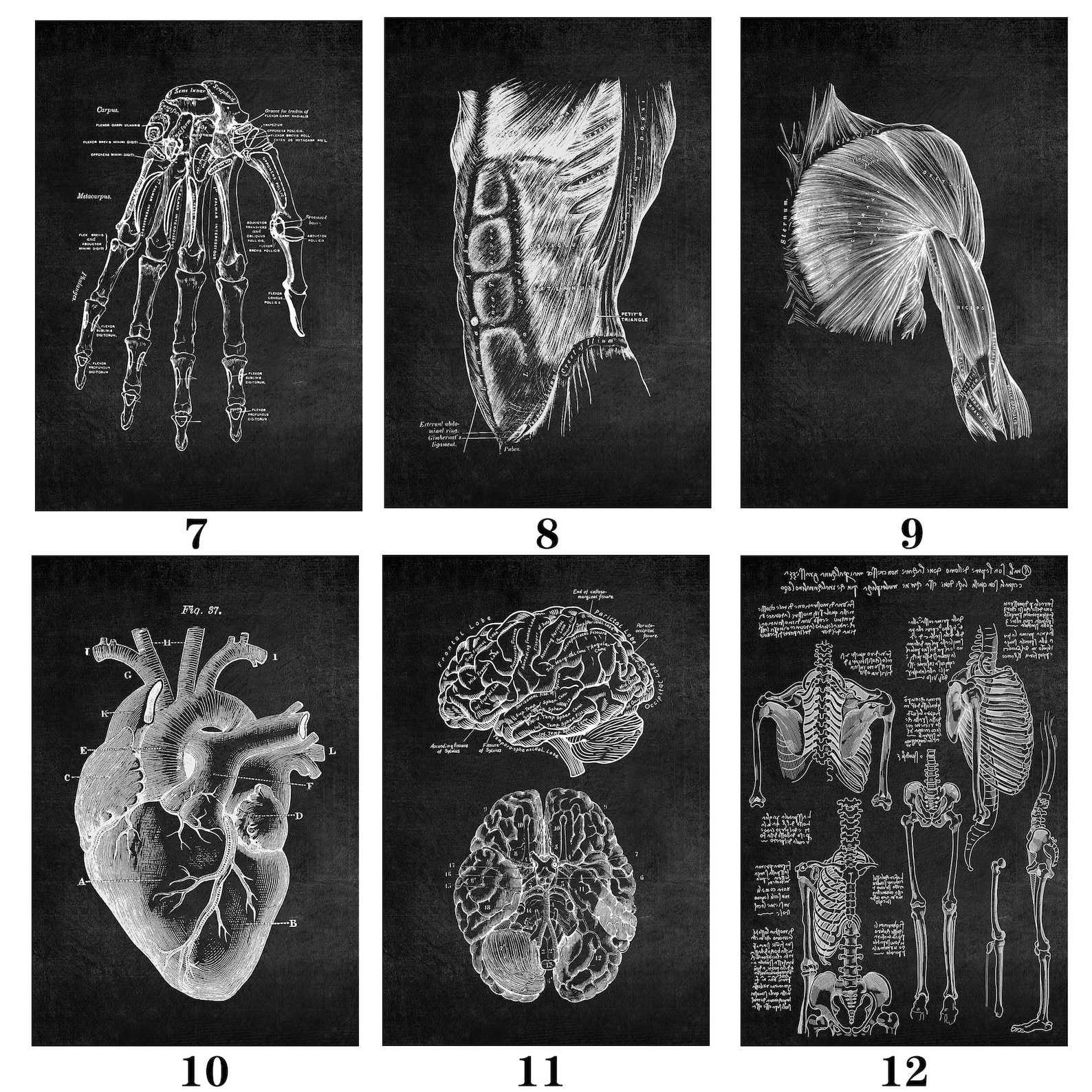 Black and white illustration of human anatomy painted on | Etsy