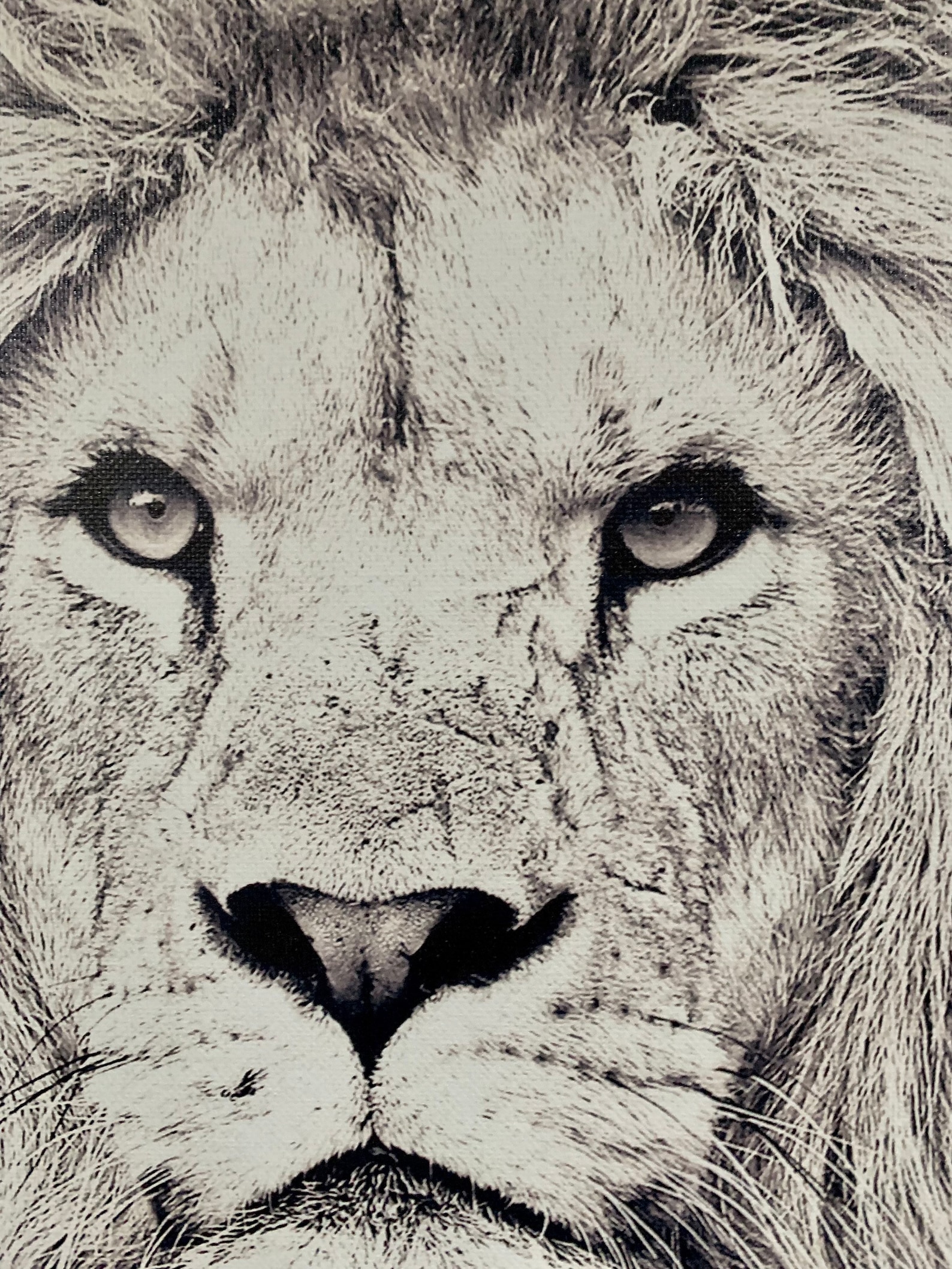 Safari Animal Wood Framed Canvas Sign Set of 4 | Animal Sign Set | High ...