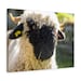 Valais Blacknose Sheep of Zermatt, Switzerland (valais Region) - Etsy