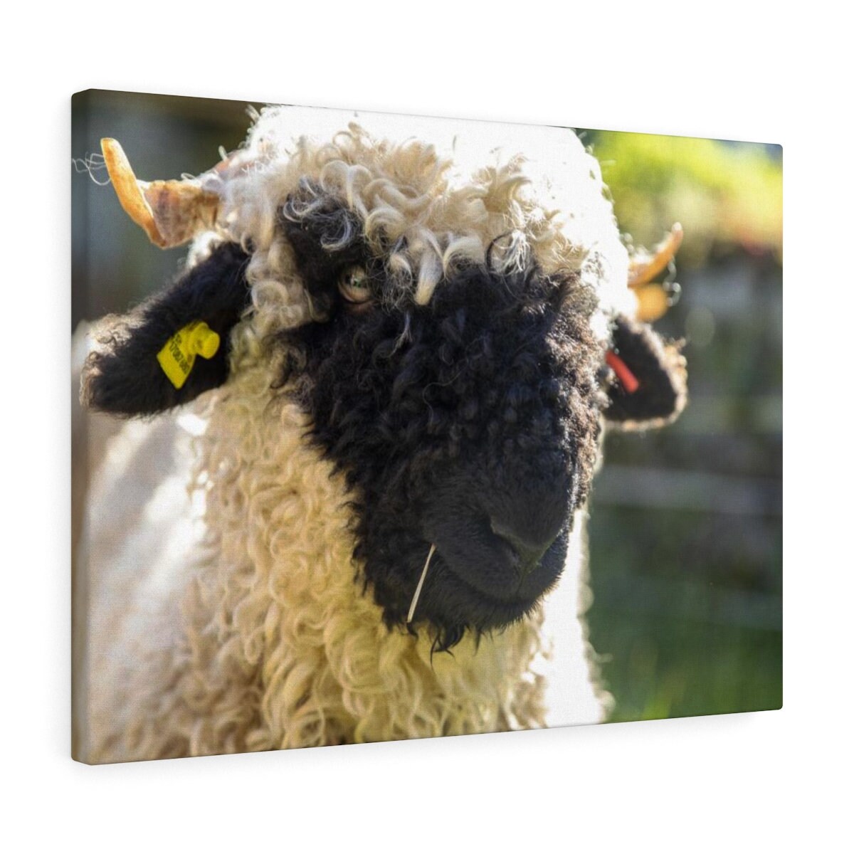 Valais Blacknose Sheep of Zermatt, Switzerland (valais Region) - Etsy