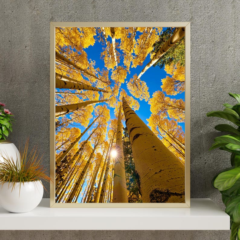 Flagstaff Aspen Trees, Mount Humphreys Arizona. Digital Download, Fine ...