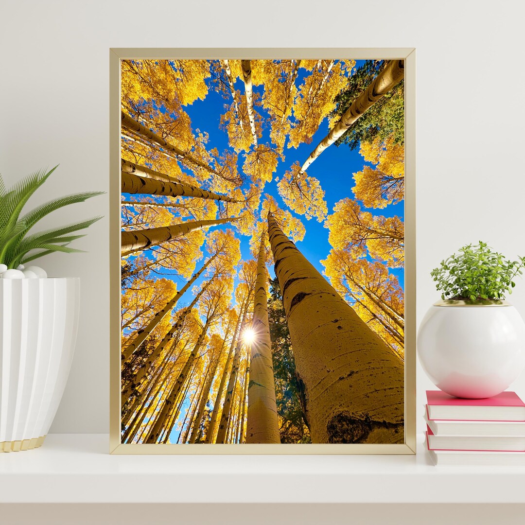 Flagstaff Aspen Trees, Mount Humphreys Arizona. Digital Download, Fine ...
