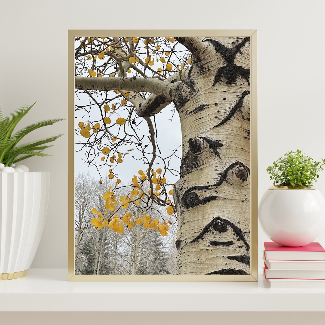Flagstaff Aspen Trees, Mount Humphreys Arizona. Digital Download, Fine ...
