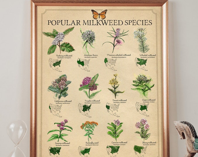 Milkweed Monarchs Poster, Native Plants Poster, Vintage Wildflower ...
