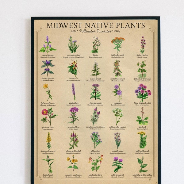 Native Plant - Etsy