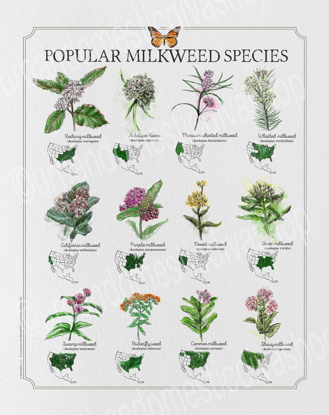 Milkweed Monarchs Poster, Native Plants Poster, Vintage Wildflower ...