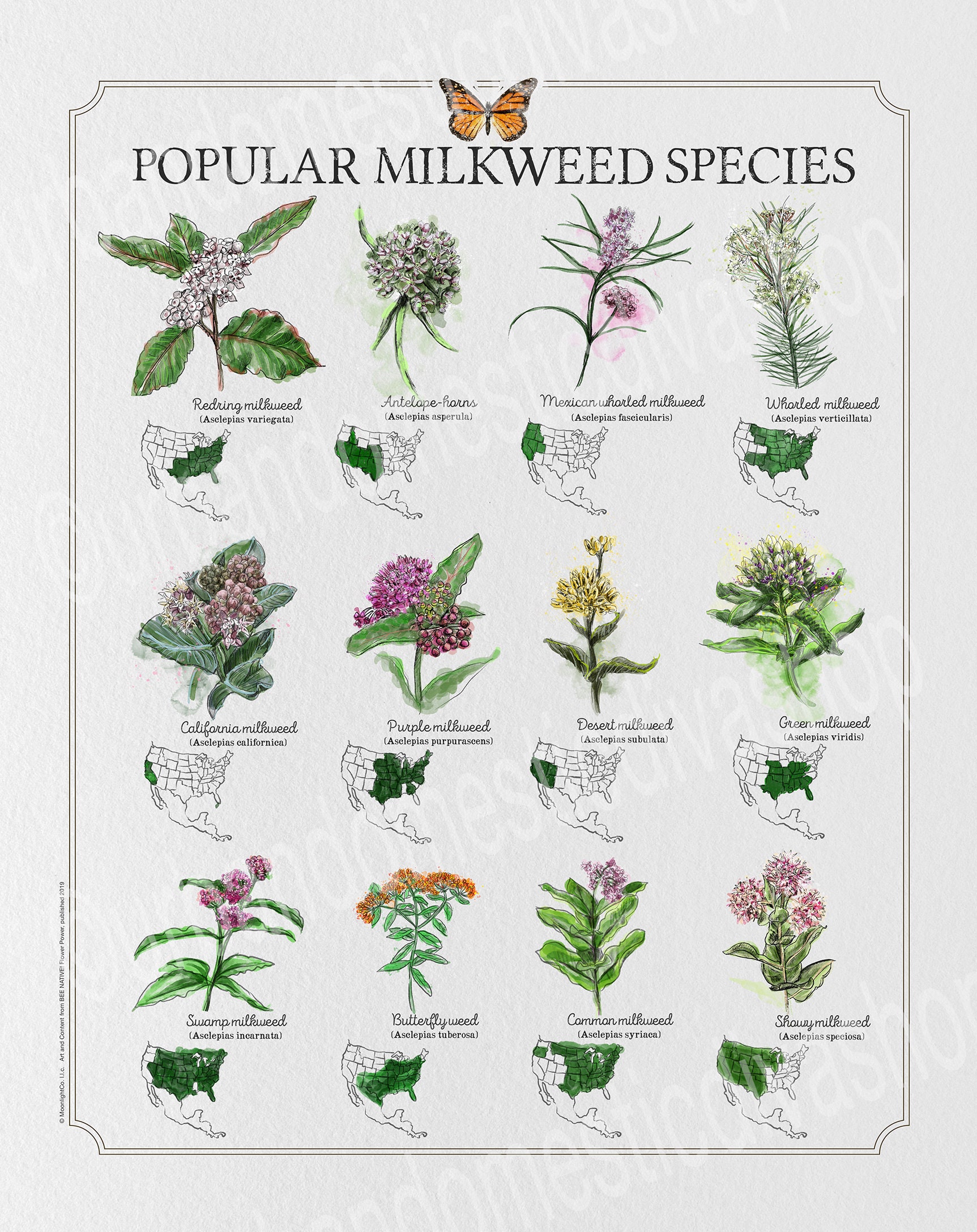 Milkweed Monarchs Poster, Native Plants Poster, Vintage Wildflower ...