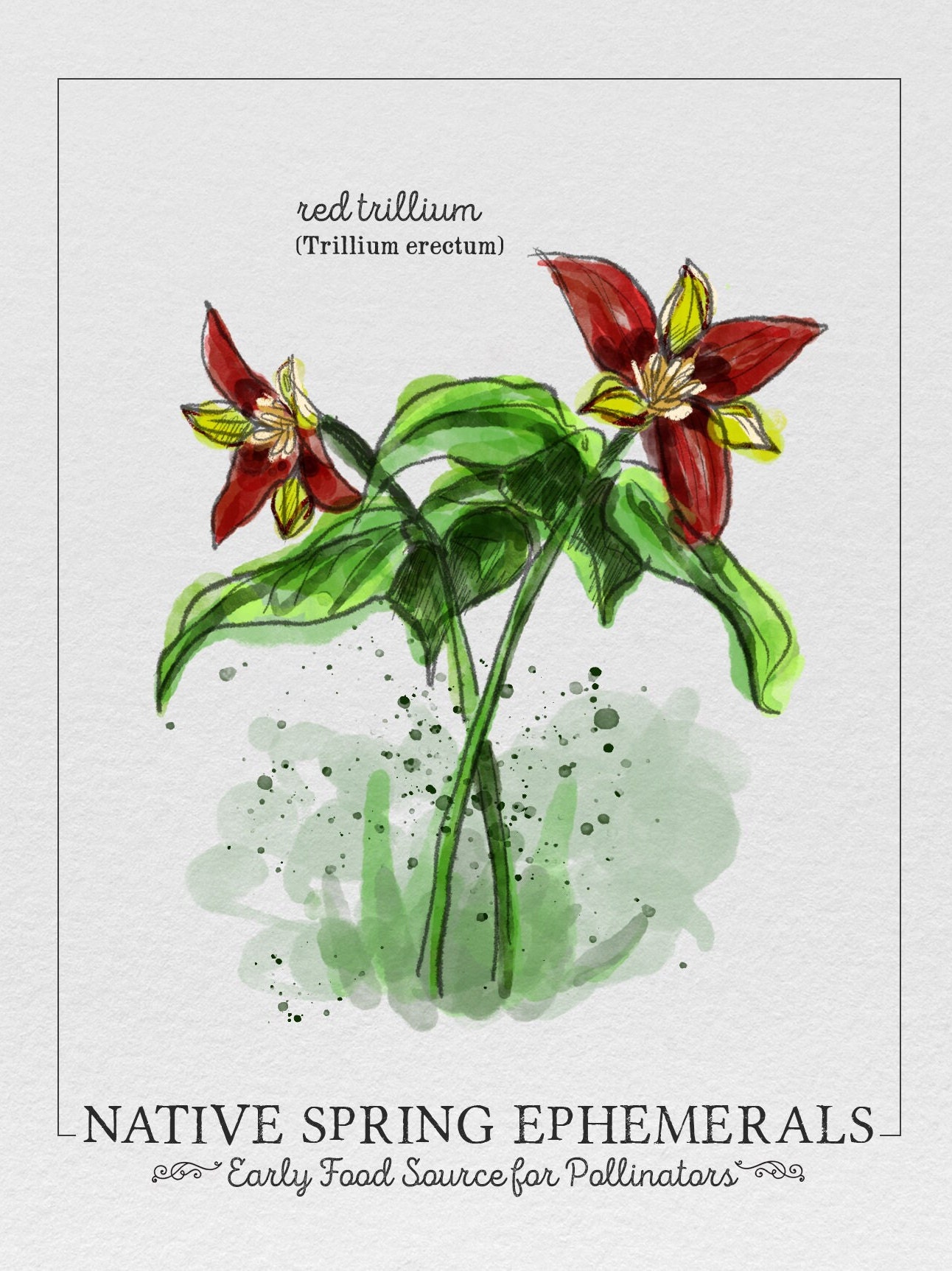 Wildflower Blank Cards & Gifts Ephemeral Card Pack Native - Etsy