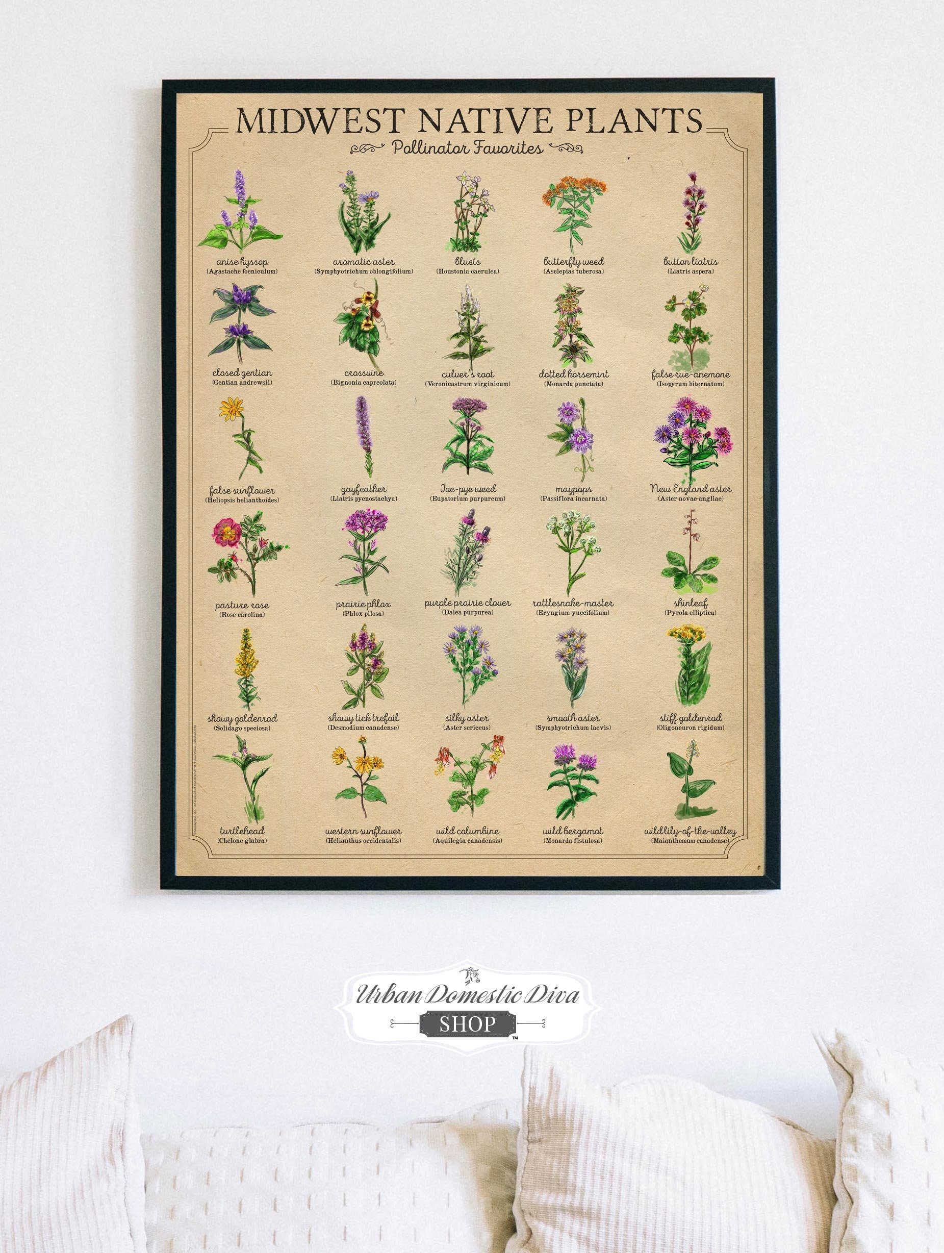 Wildflower Poster, Pollinator Plants Poster, Vintage Wildflower Print ...